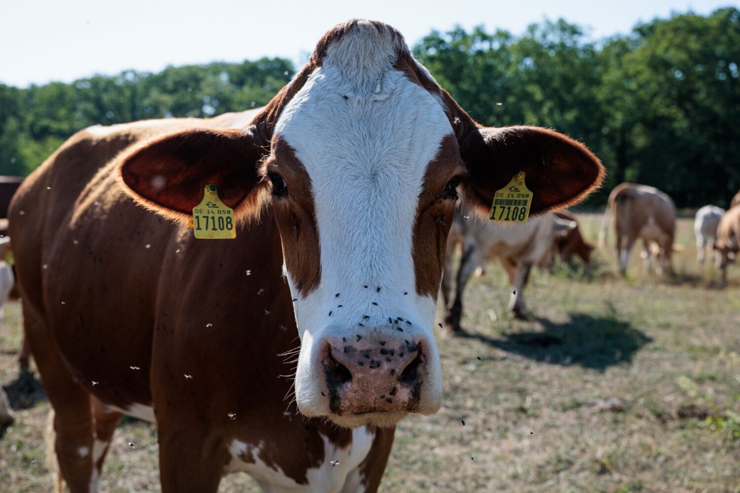 COWS Attack Woman in Boulder - KOSI 101.1
