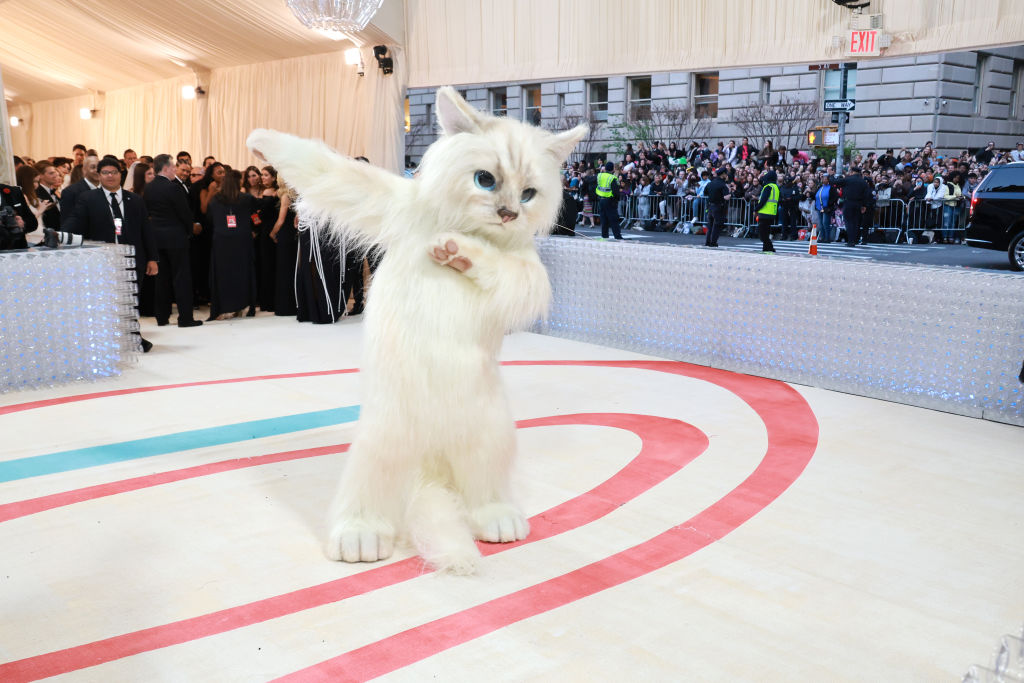 International Cat Day TODAY and Denver loves their cats! - KOSI 101.1