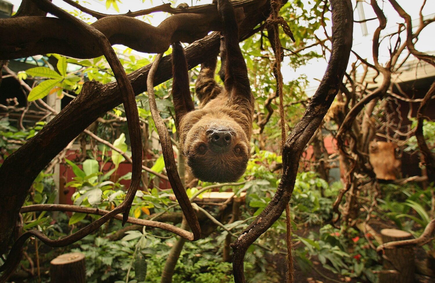 Denver Zoo names new baby sloth - KOSI 101.1