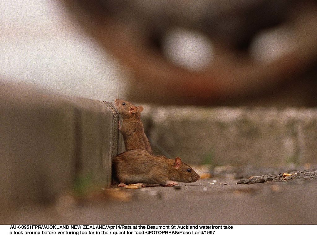 Which Colorado city made the list of 'Top Rodent-Infested Cities ...